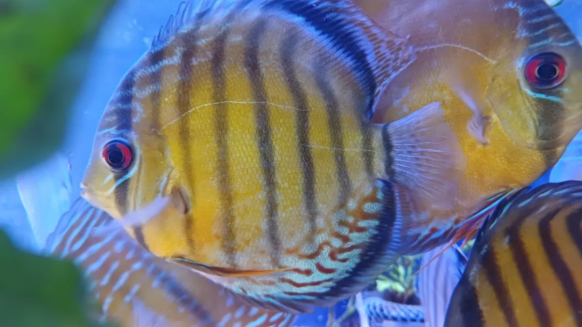 Nymphaea Ornamentais - Acará Disco selvagem - Loja