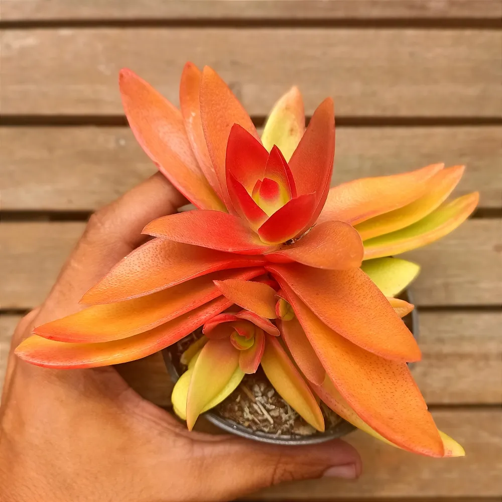 Le Jardin - Cactos e Suculentas