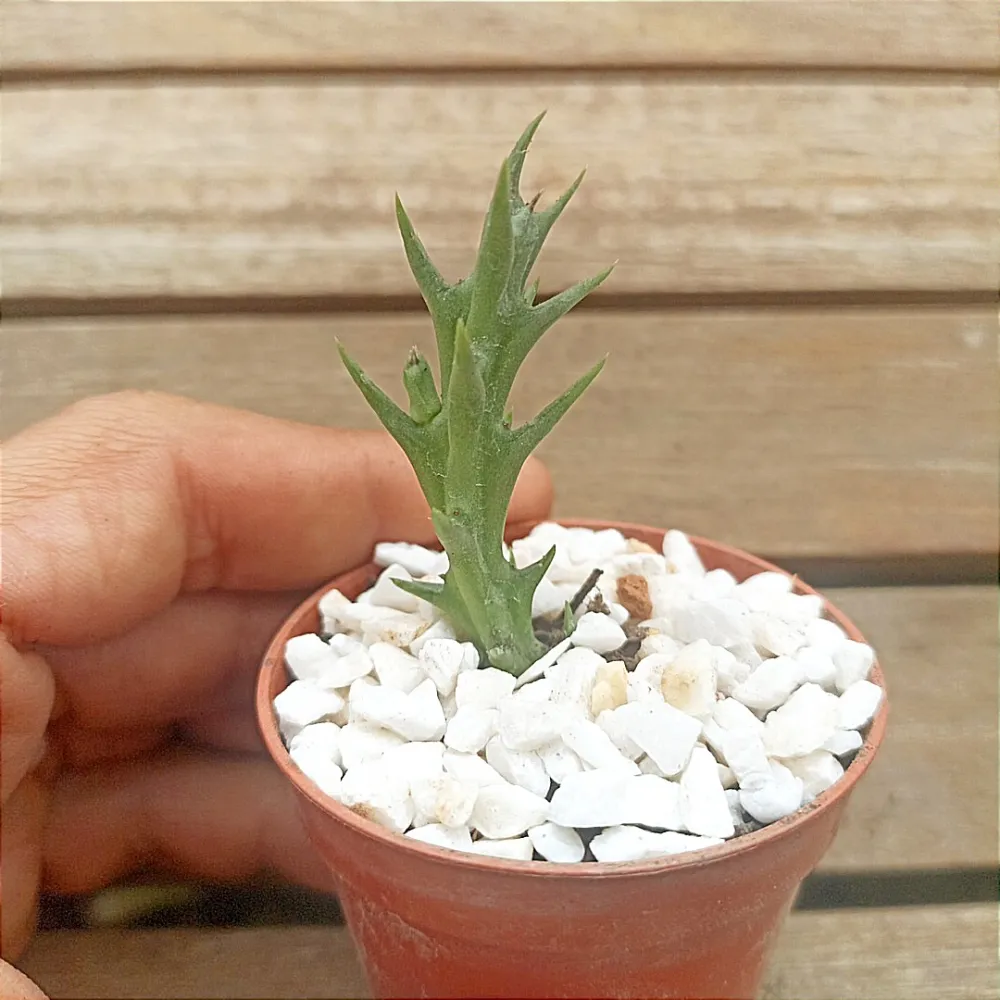 Le Jardin - Cactos e Suculentas