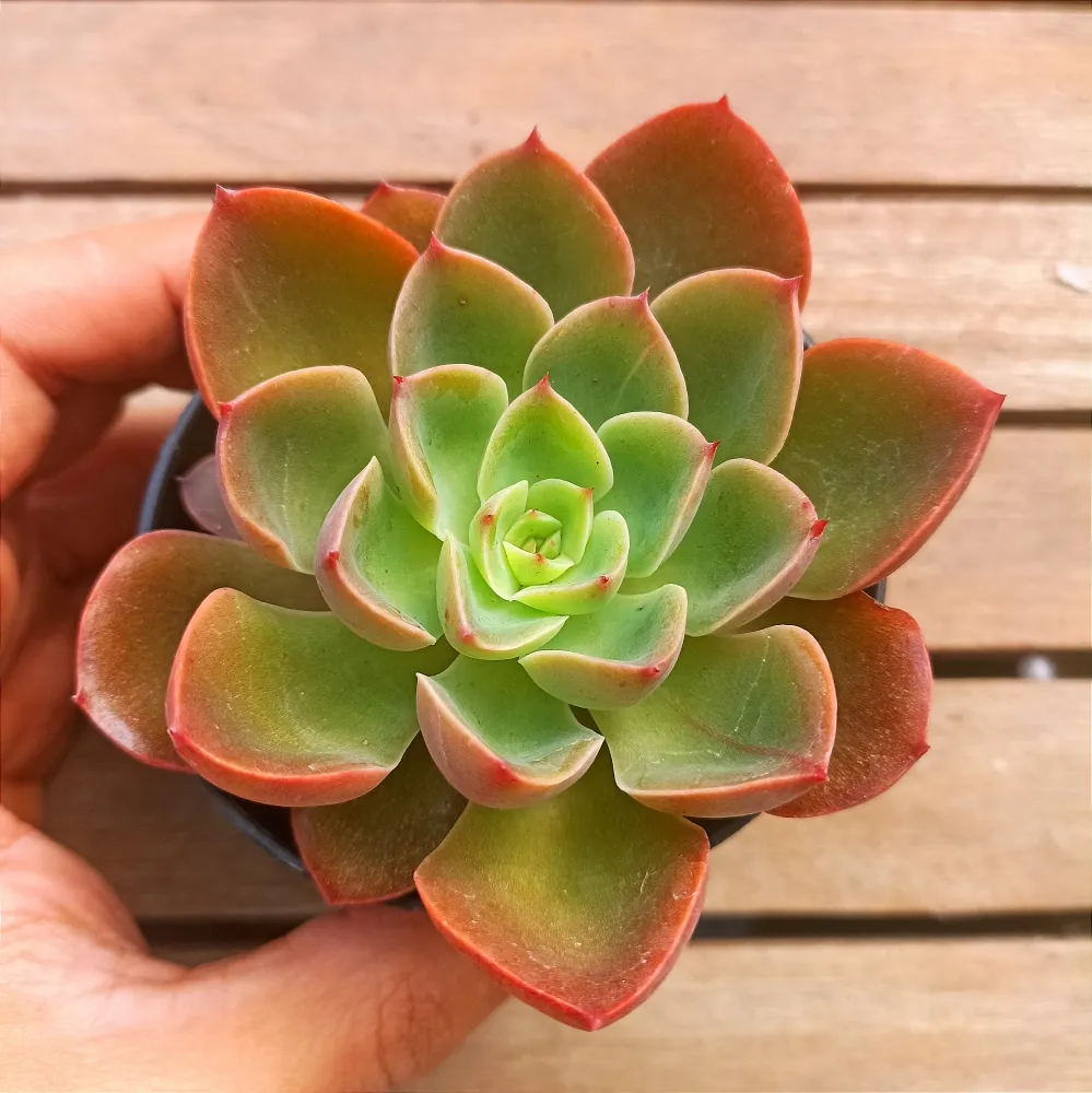 Le Jardin - Cactos e Suculentas