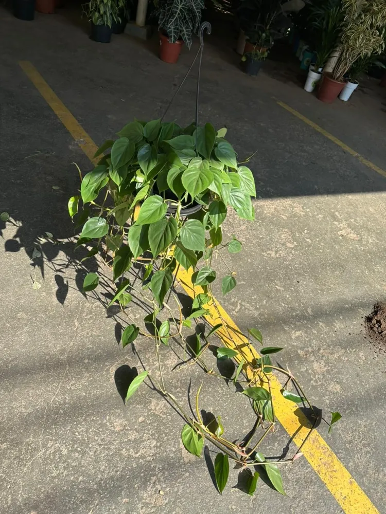 EdiFlores - Philodendro Scandens