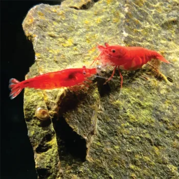 AQUAMOC - Neocaridina