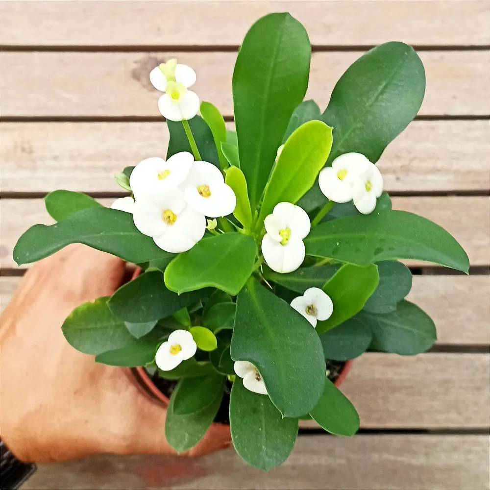 Le Jardin - Cactos e Suculentas