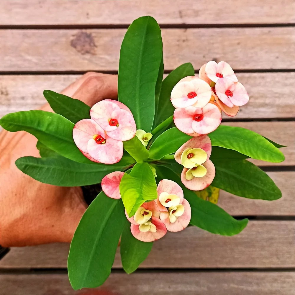 Le Jardin - Cactos e Suculentas