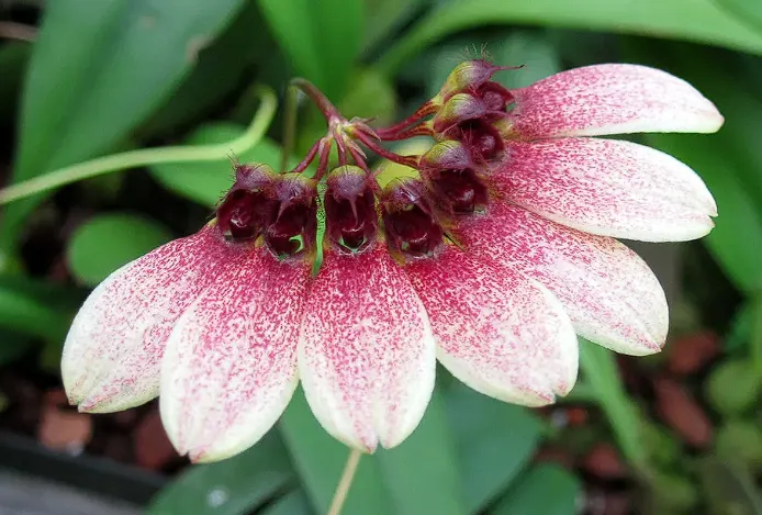 Orquidario Thomes - Bulbophyllum Flabellum-Veneris