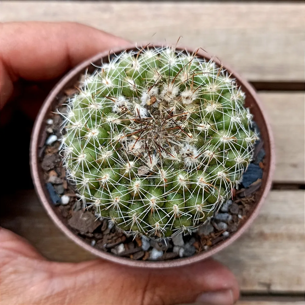 Le Jardin - Cactos e Suculentas