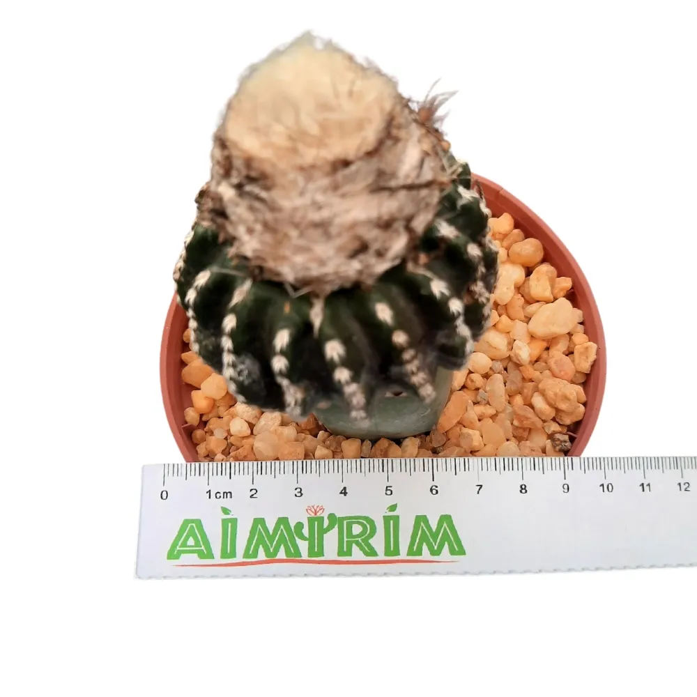 Loja Aimirim Plantas e Jardim - Uma planta enxertada Cacto Discocactus horstii