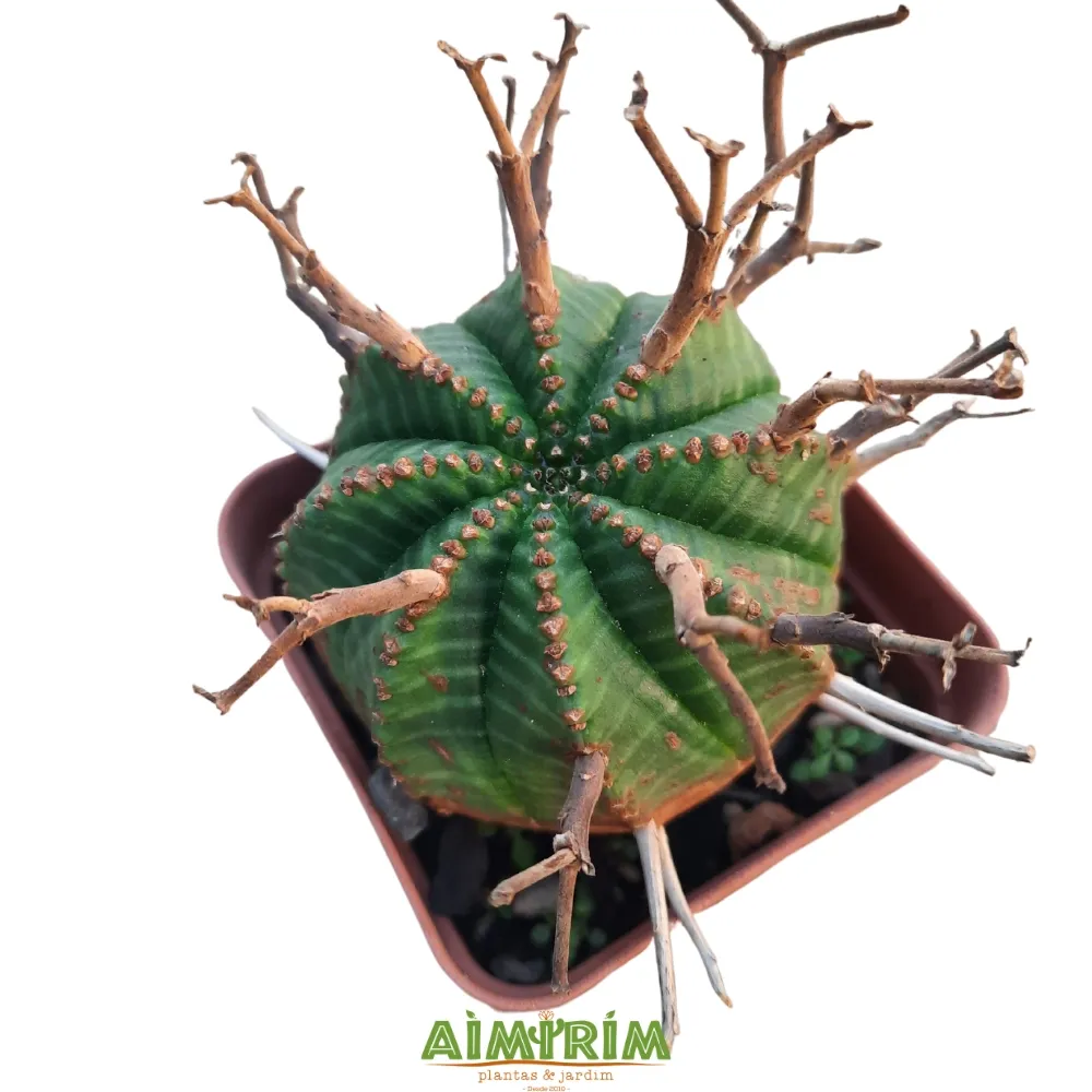 Loja Aimirim Plantas e Jardim - Uma Planta Euphorbia meloformis