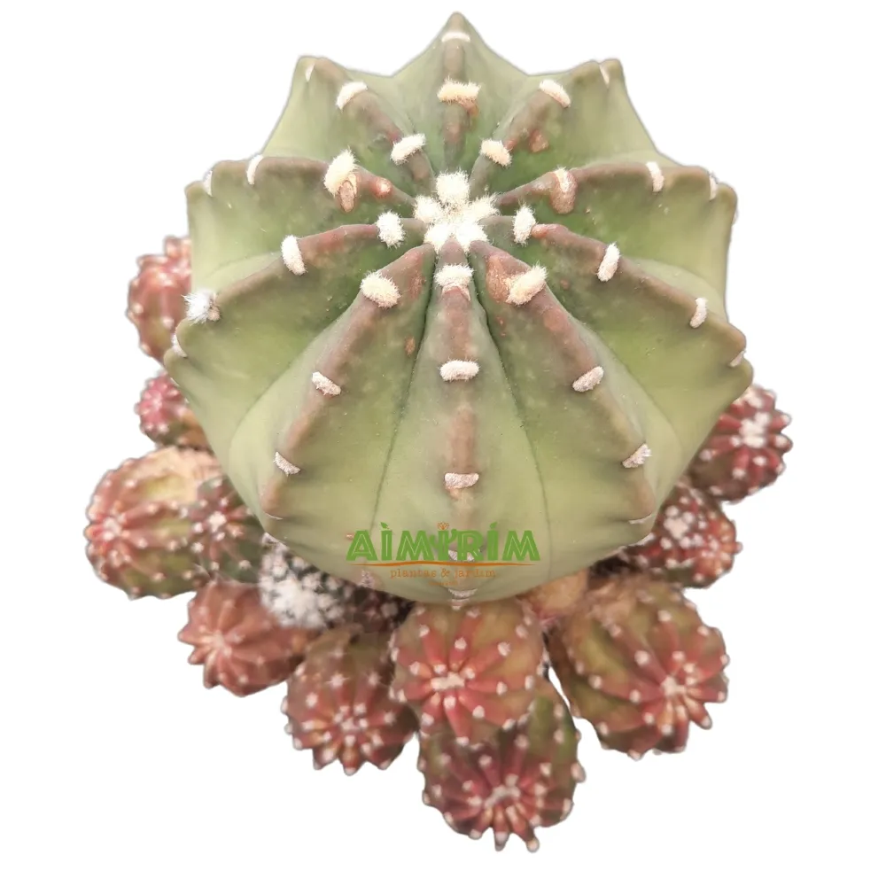 Loja Aimirim Plantas e Jardim