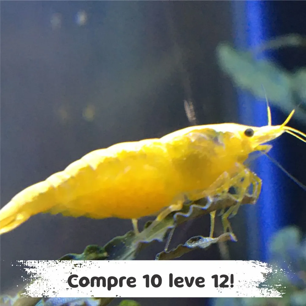 AQUAMOC - Neocaridina - Yellow 24k ( 10 und )