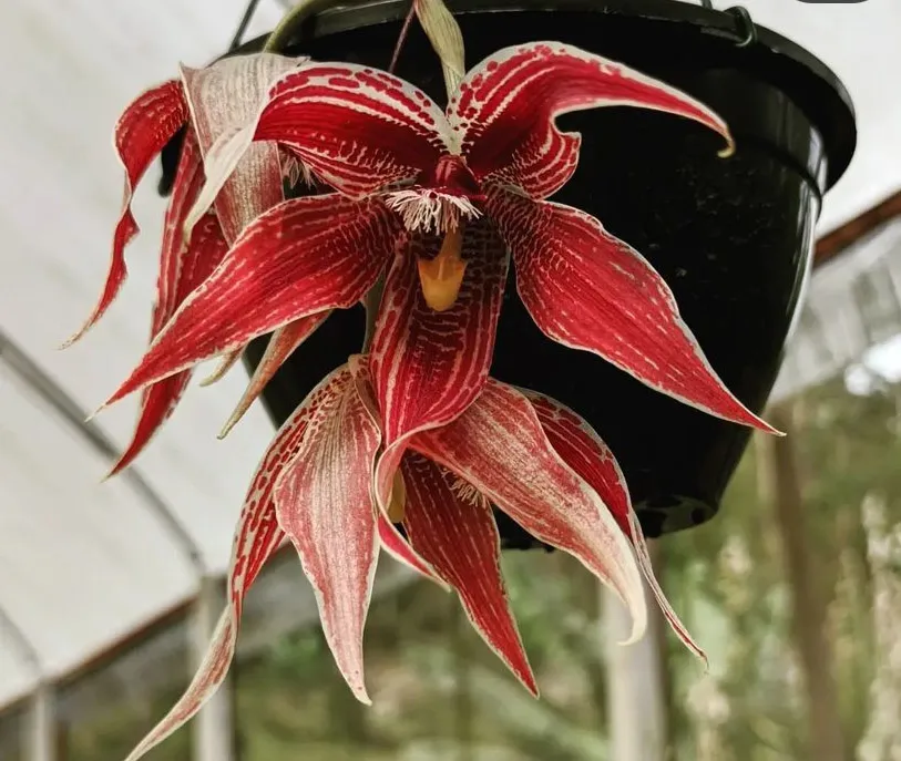 Orquidario Thomes - Paphinia majestic