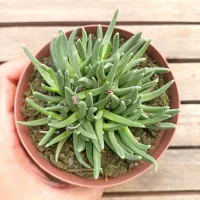 Le Jardin - Cactos e Suculentas