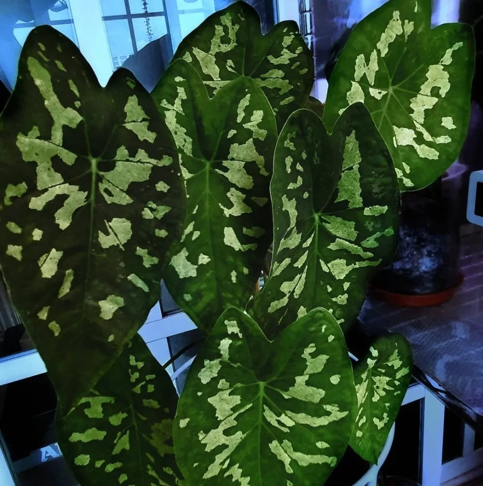 Le Jardin - Cactos e Suculentas