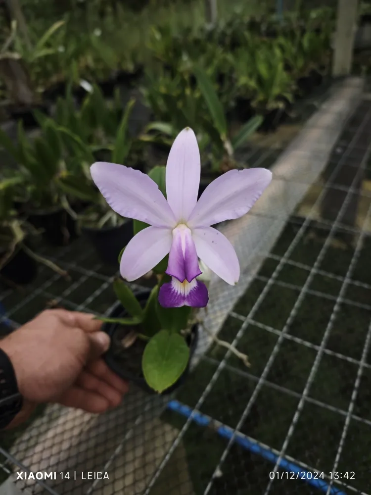 Orquidario Thomes - Cattleya Violacea Coerulea x sibling( lote confirma ...