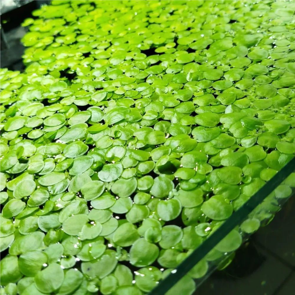 AQUAMOC - Limnobium Laevigatum