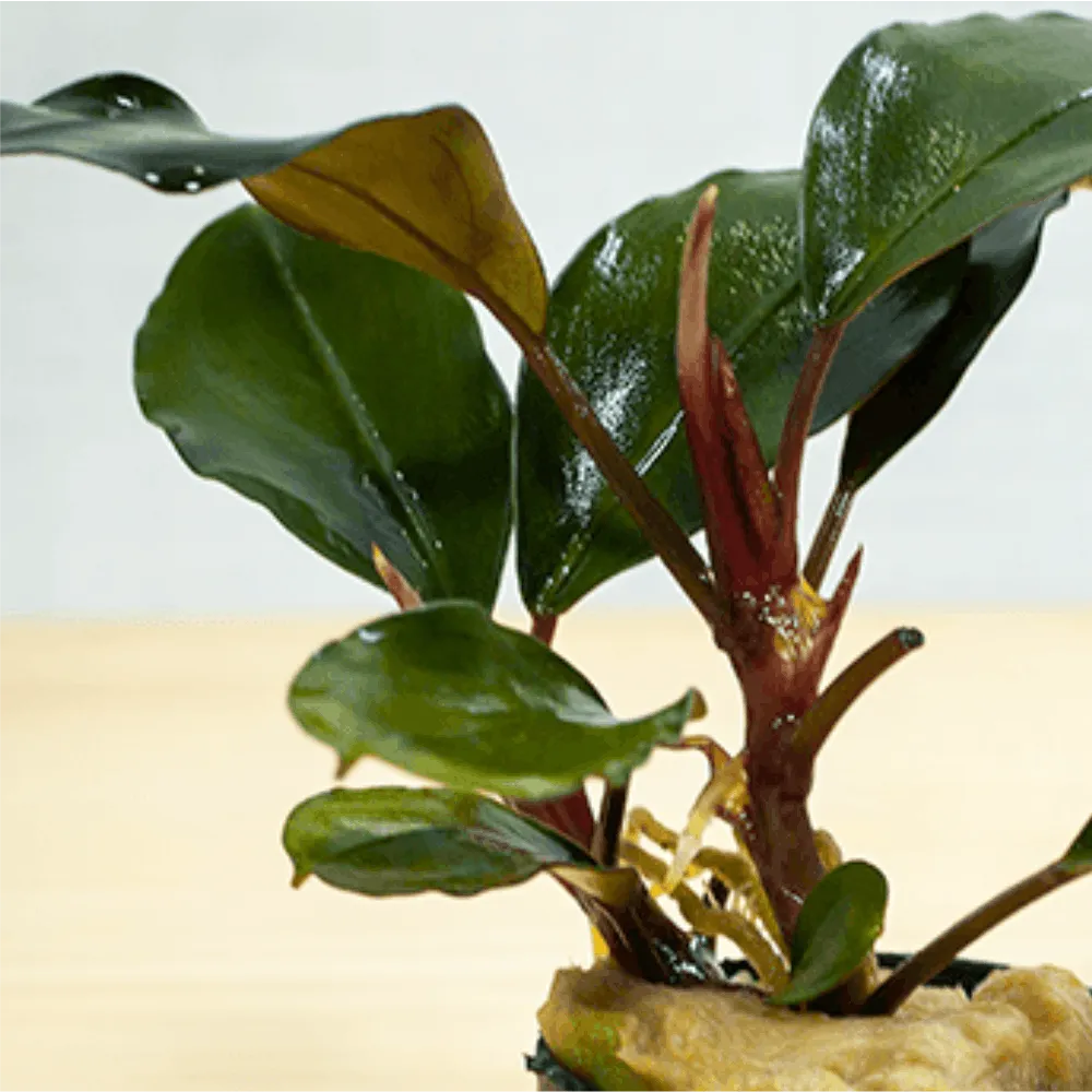 AQUAMOC - Bucephalandra sp. Balloon