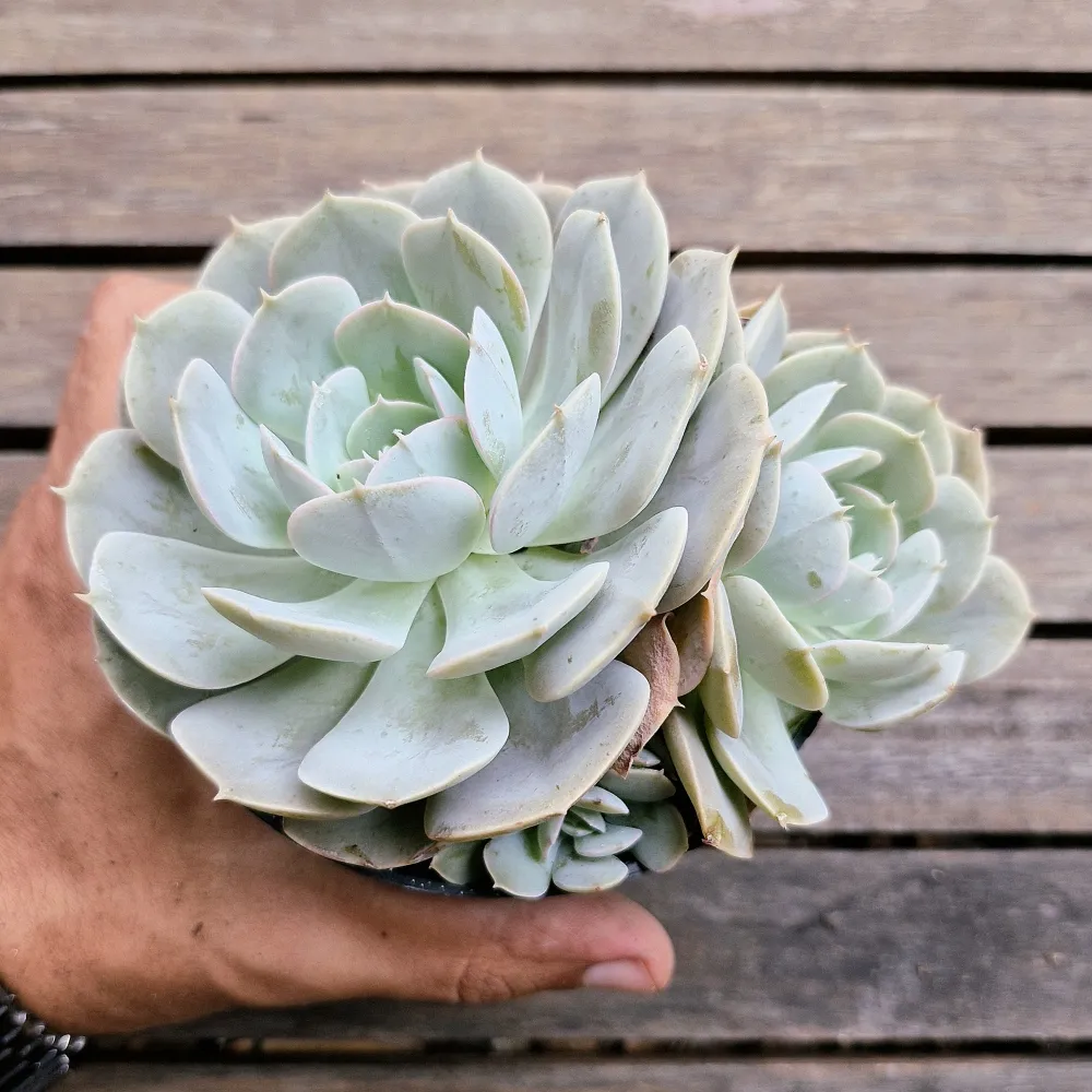 Le Jardin - Cactos e Suculentas