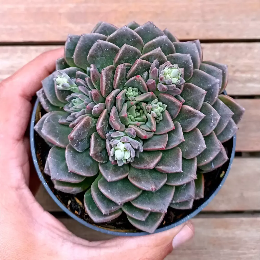 Le Jardin - Cactos e Suculentas